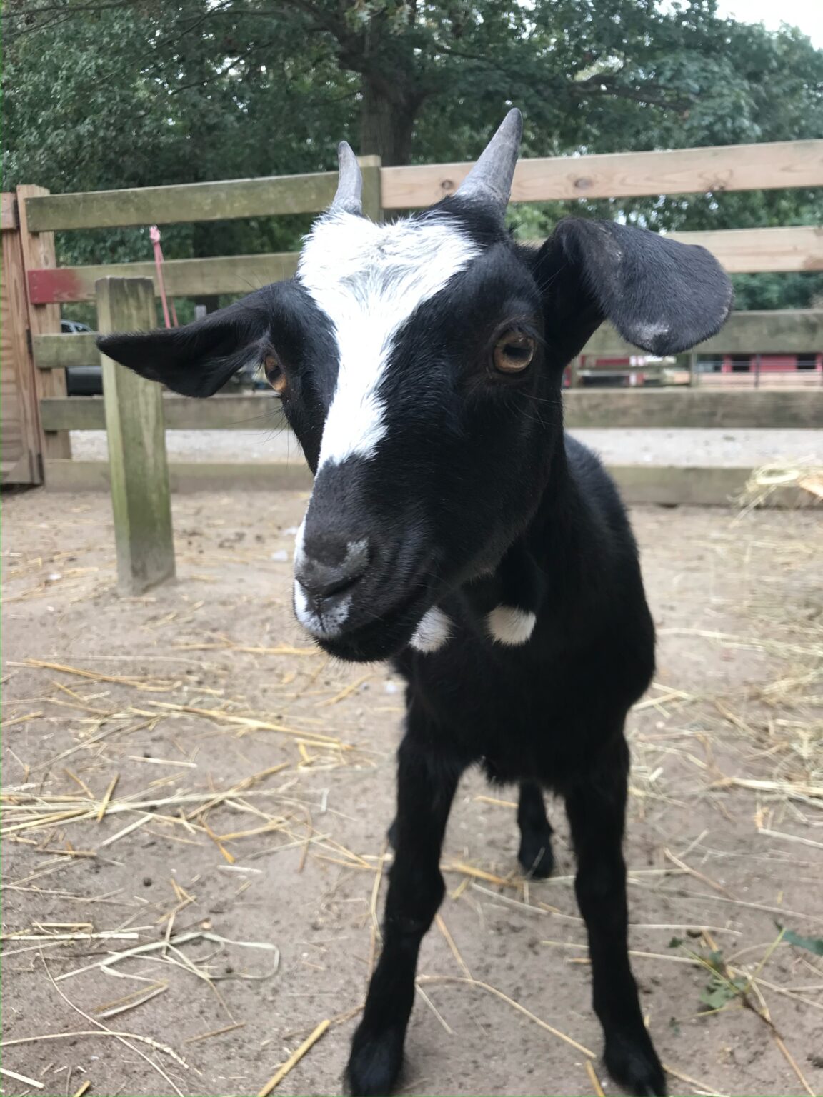 Lexi - Funny Farm Rescue