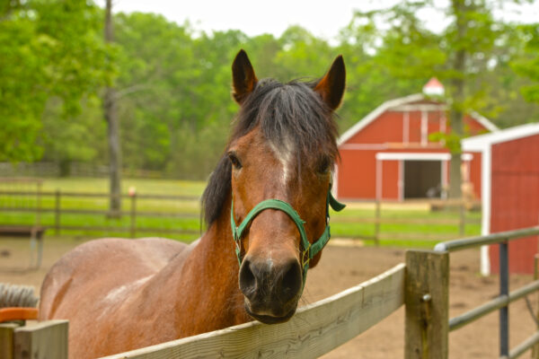 Our Animals - Funny Farm Rescue